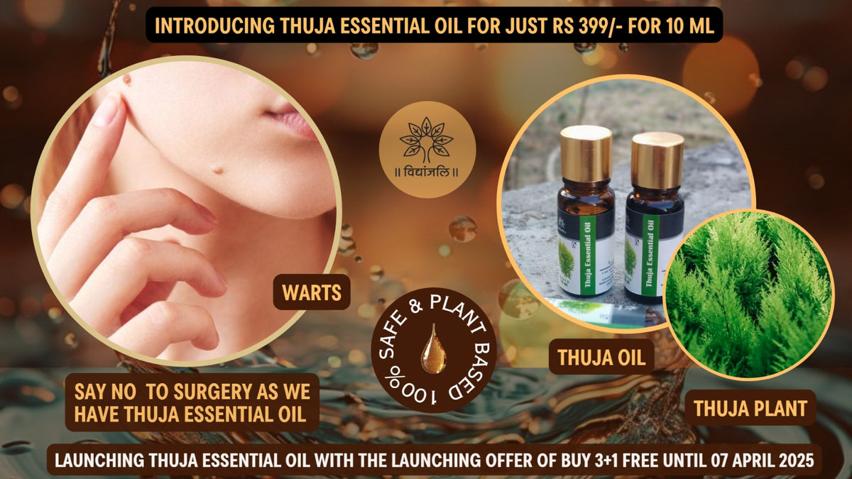 Thuja Essential Oil - 10 ML — Vidhyanjali